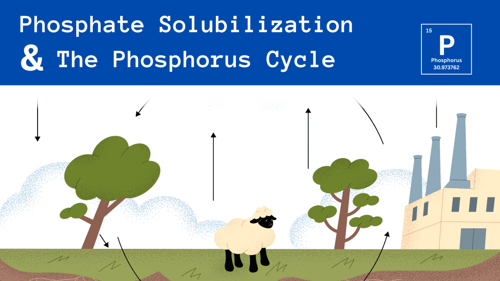 Phosphate Solubilization and the Phosphorus Cycle - Asymmetry Inc